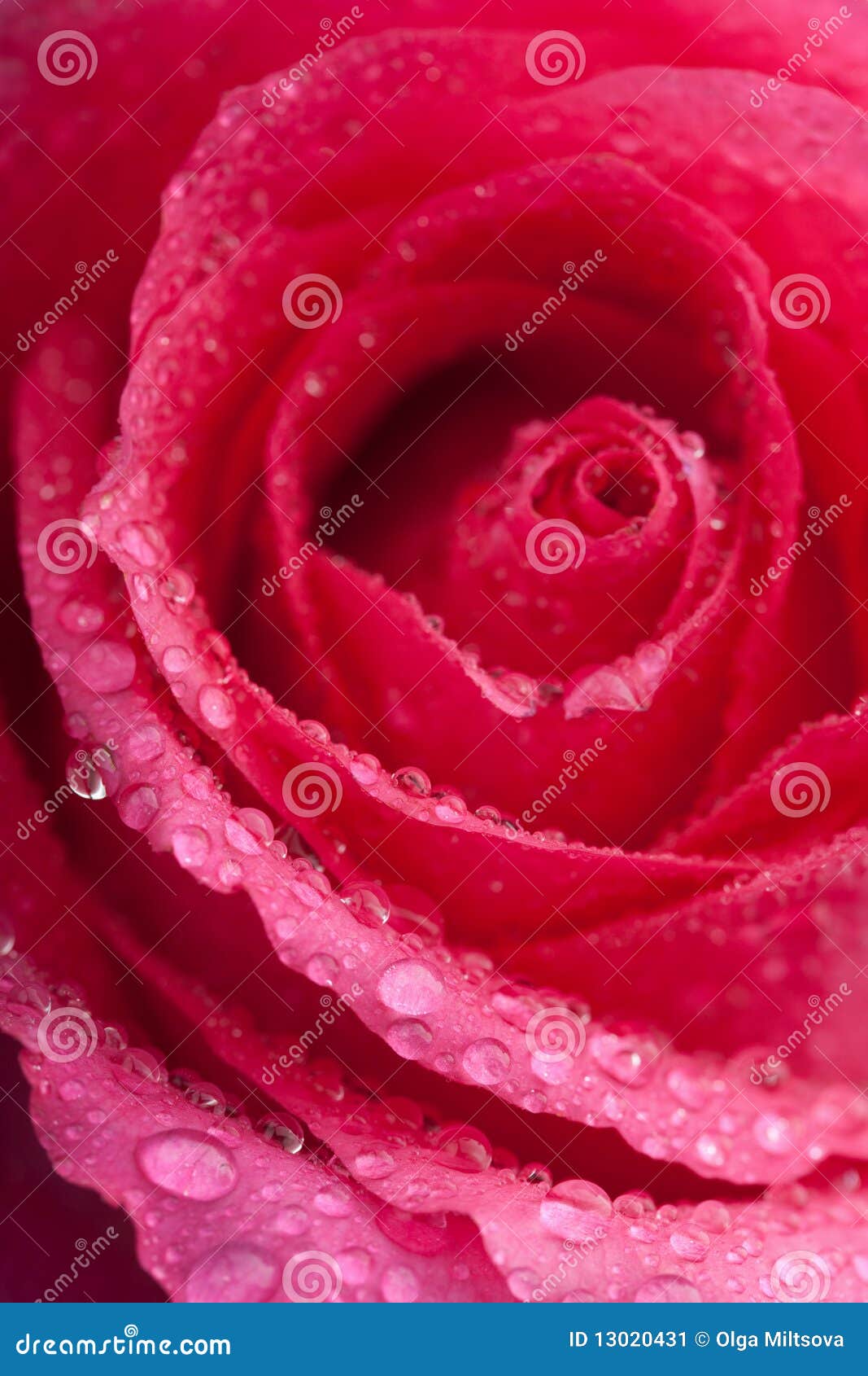 Pink Rose with Water Droplets Stock Image - Image of clean, liquid ...