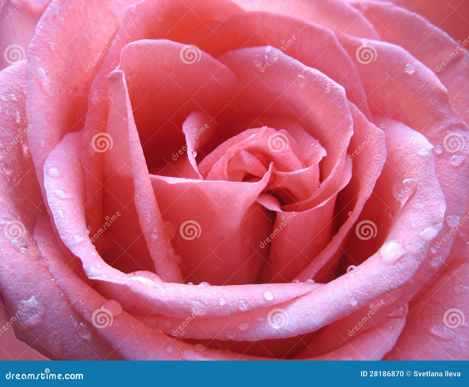 Pink Rose with Water Droplets Close Up Stock Photo - Image of ...