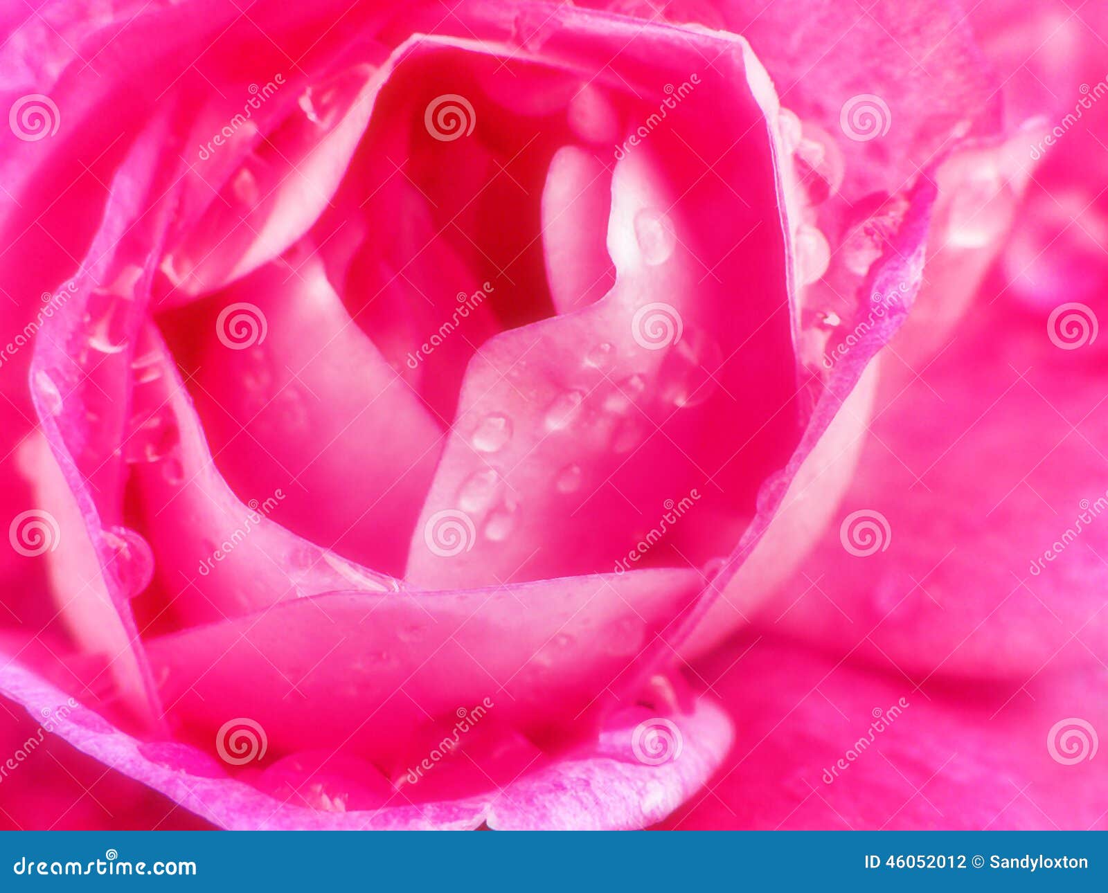 Pink Rose with Water Droplets Stock Photo - Image of gardens, rose ...
