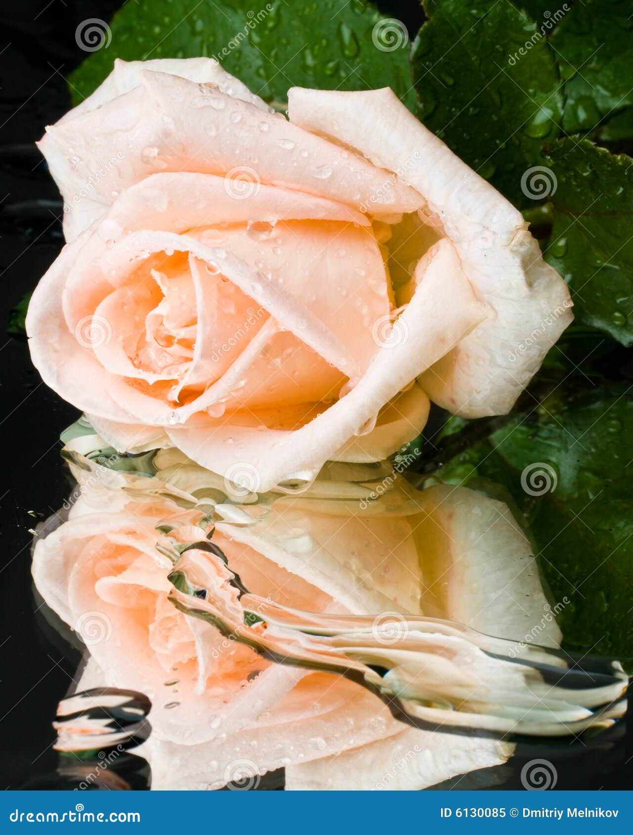 Pink rose with water drops stock image. Image of anniversary - 6130085