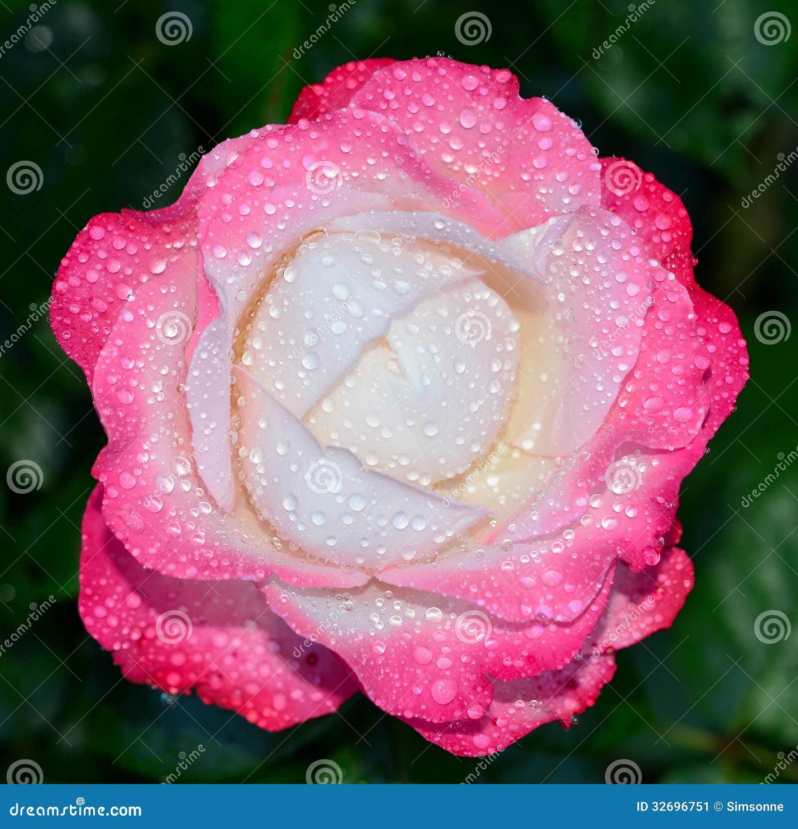 Pink rose with water drops stock image. Image of pearl - 32696751