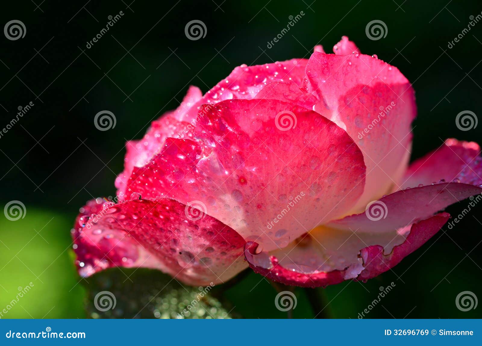 Pink rose with water drops stock image. Image of macro - 32696769