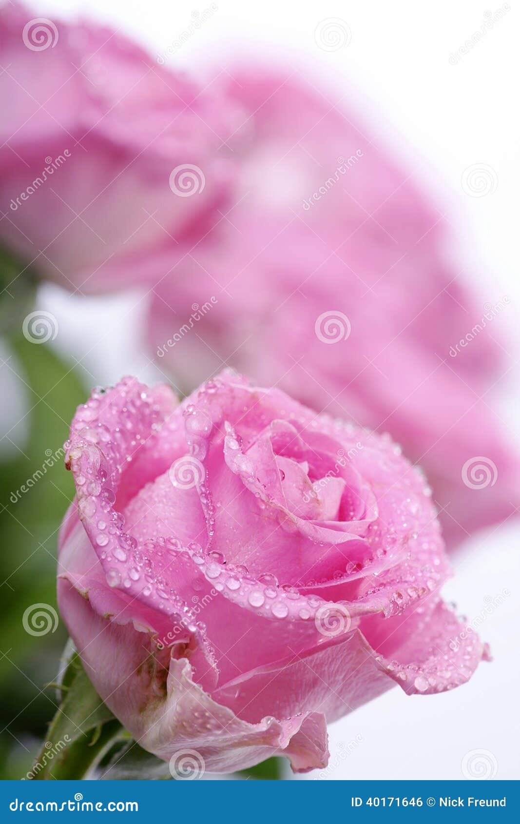 Pink rose with water drops stock photo. Image of creative - 40171646