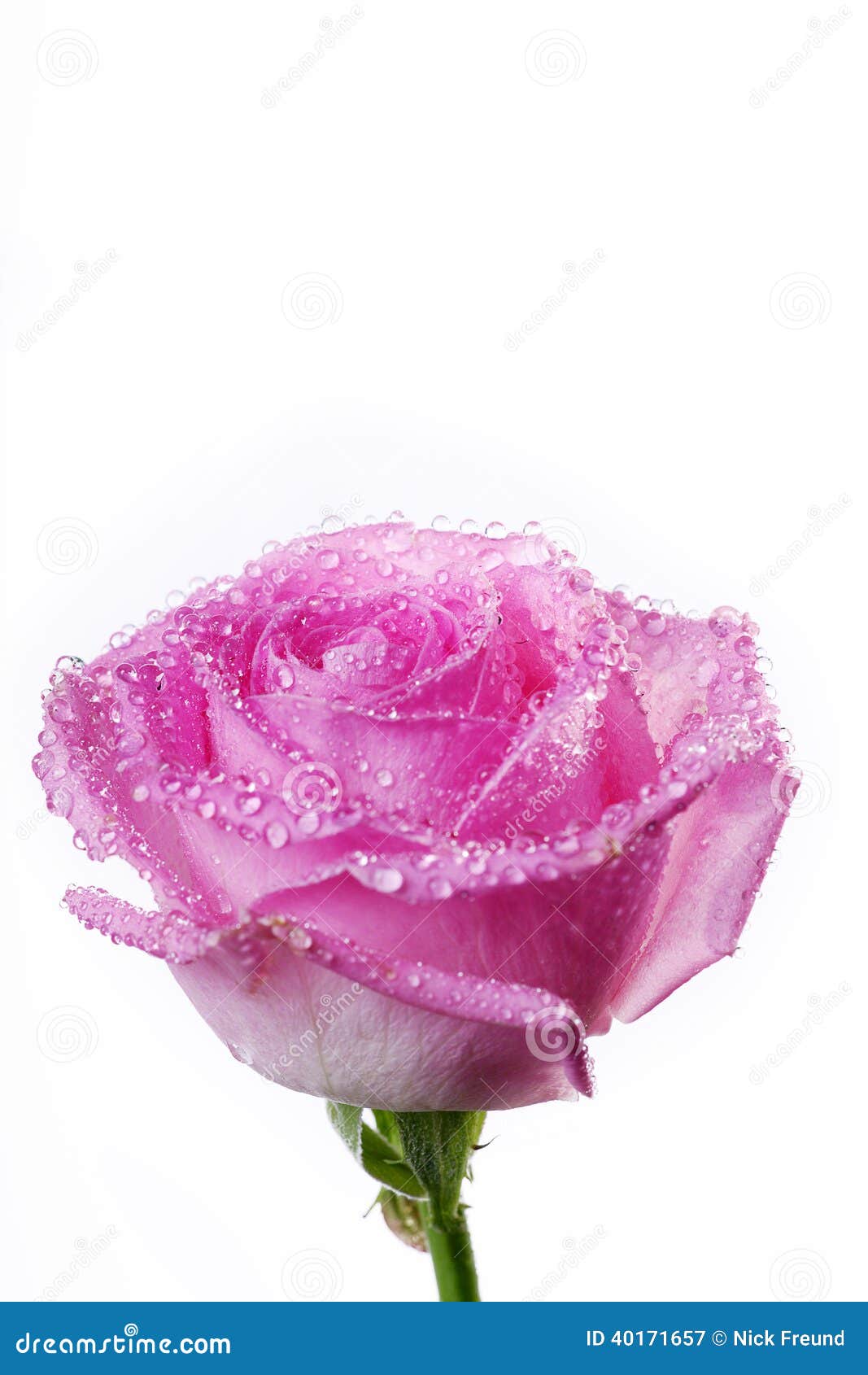 Pink rose with water drops stock image. Image of closeup - 40171657