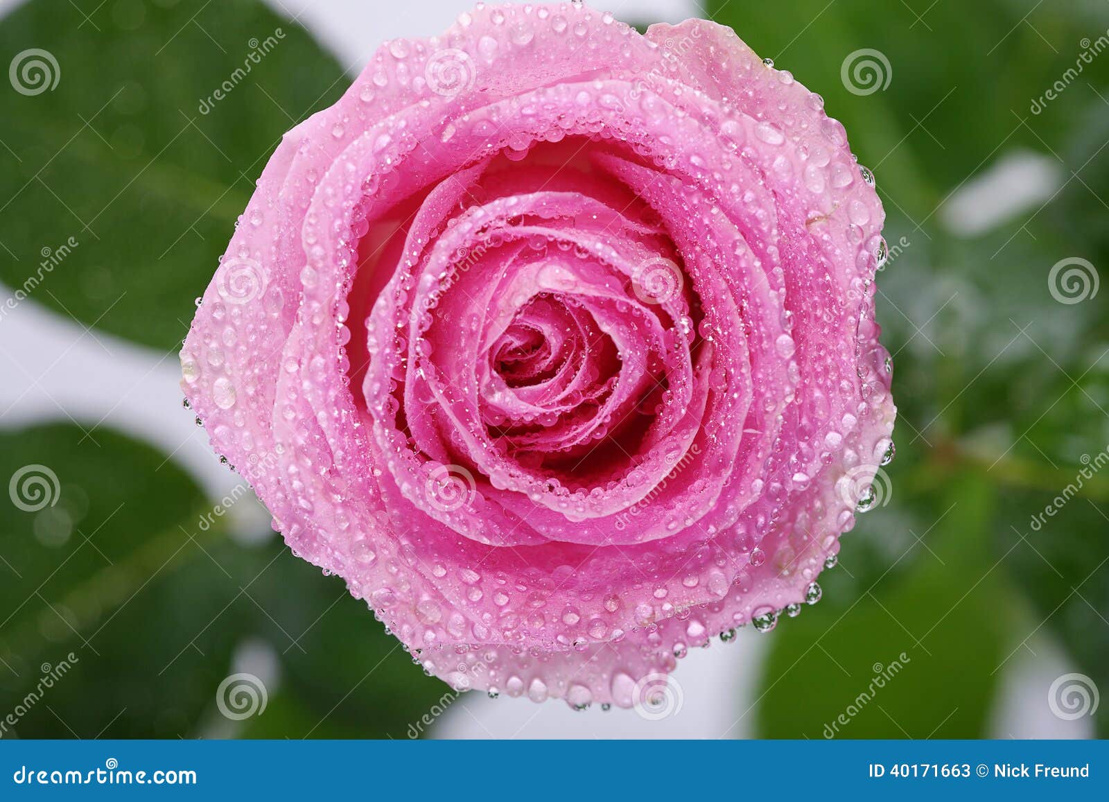Pink rose with water drops stock image. Image of closeup - 40171663