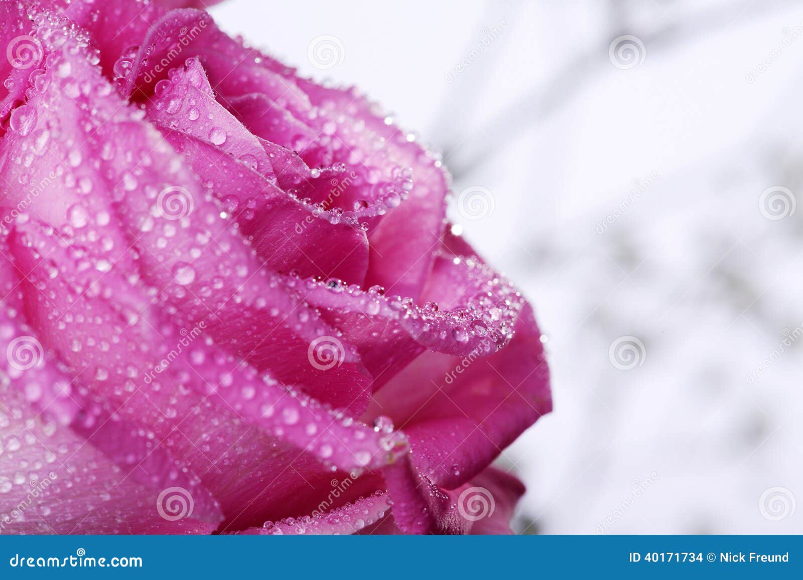 Pink rose with water drops stock photo. Image of fresh - 40171734