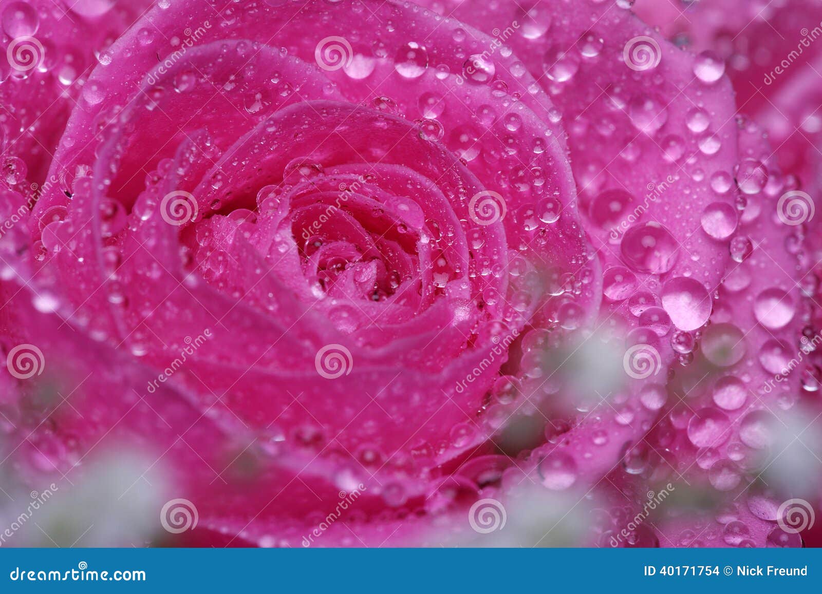 Pink rose with water drops stock photo. Image of bloom - 40171754