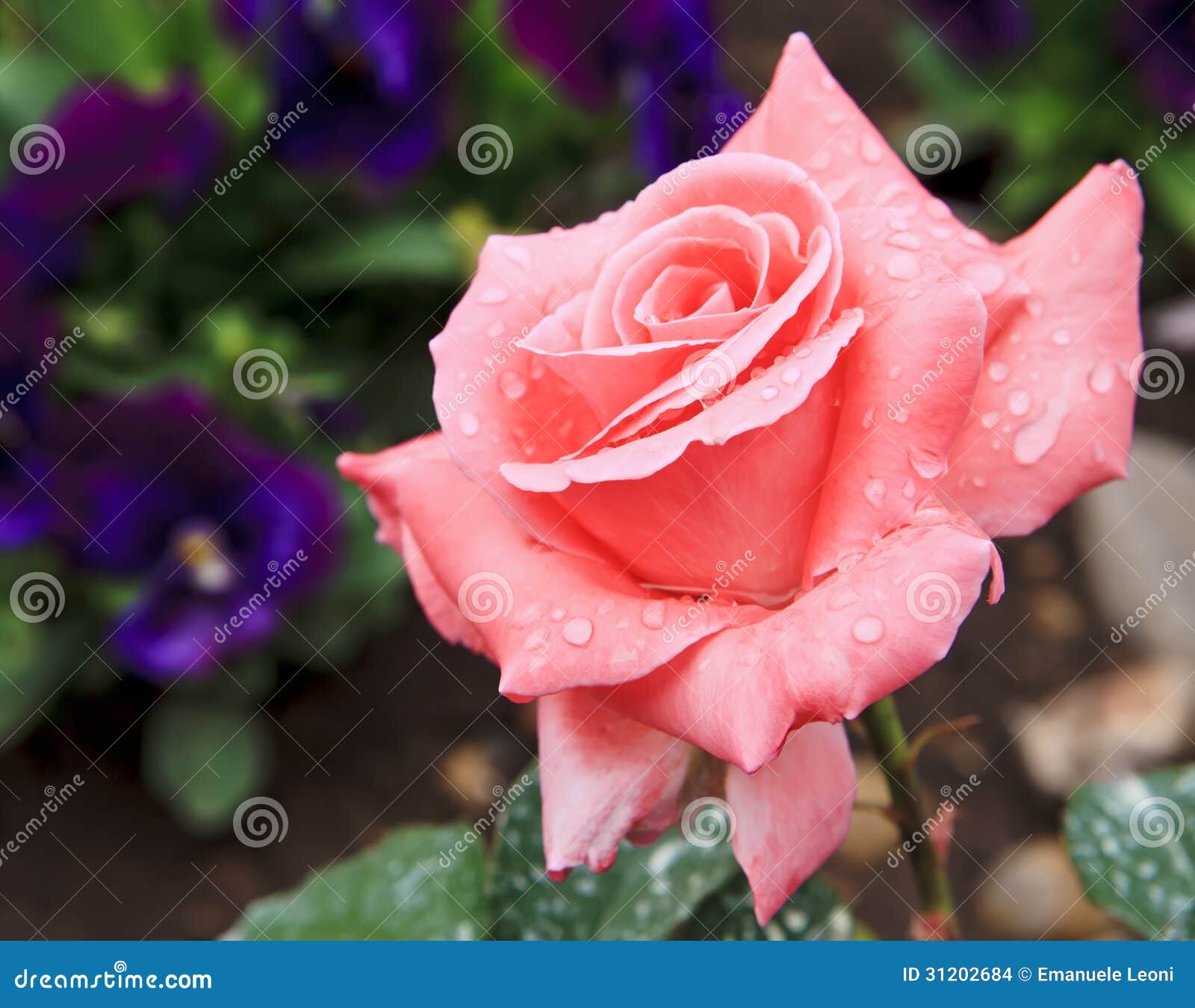 Pink Rose and water drops stock photo. Image of herbal - 31202684
