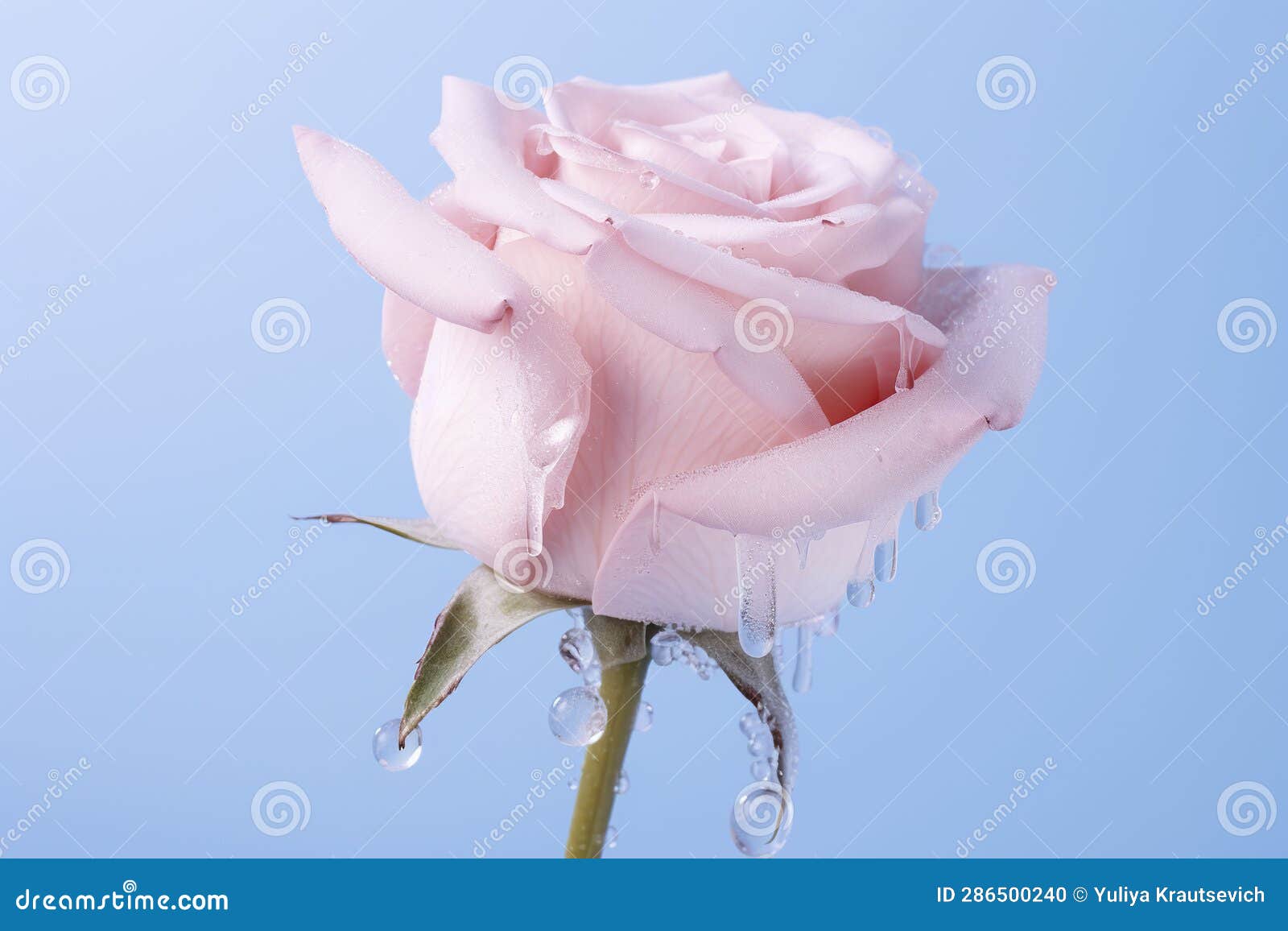 Pink Rose with Water Drops Isolated on Blue Background Stock ...