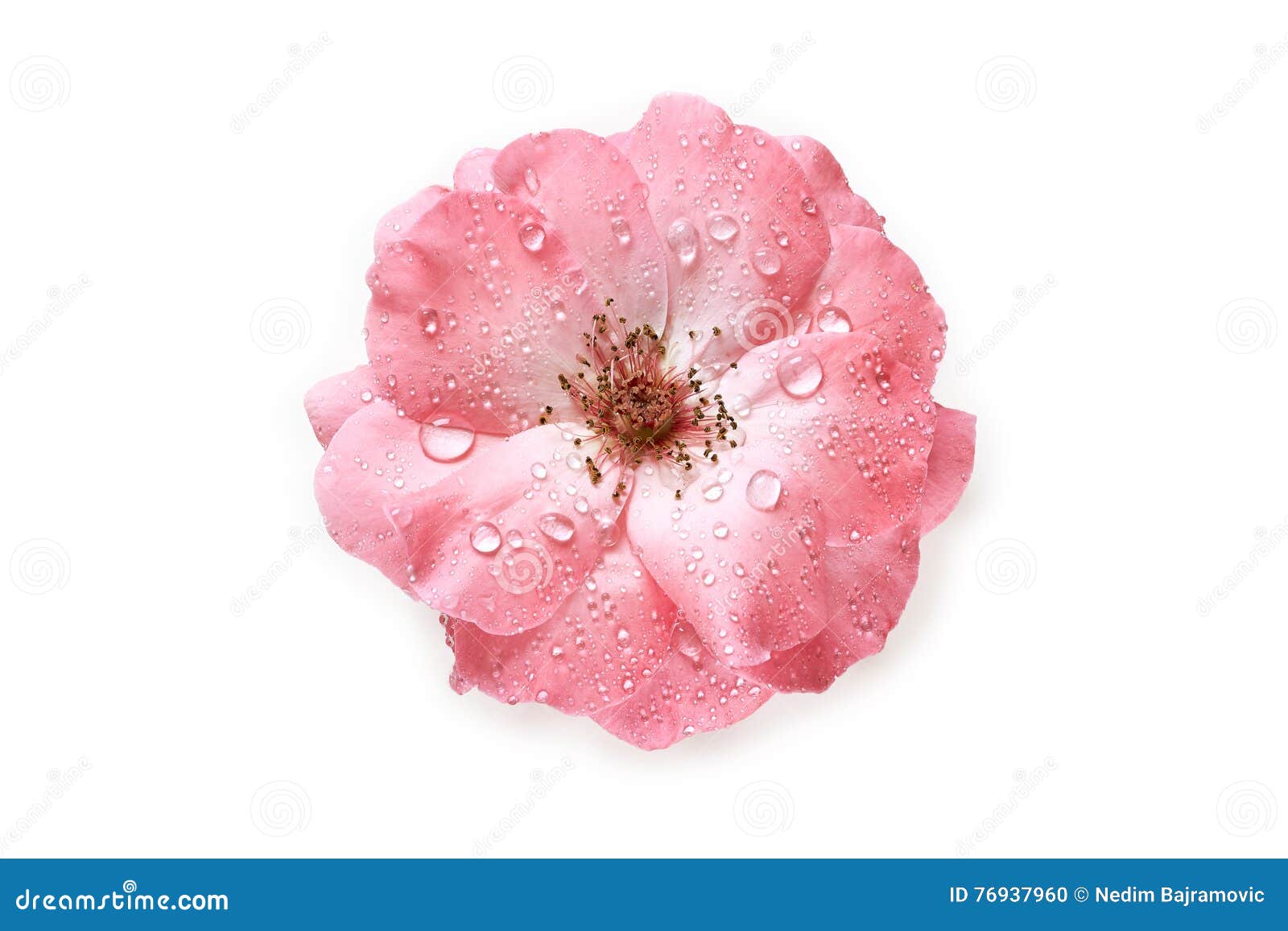 Pink rose with water drops stock photo. Image of aerial - 76937960