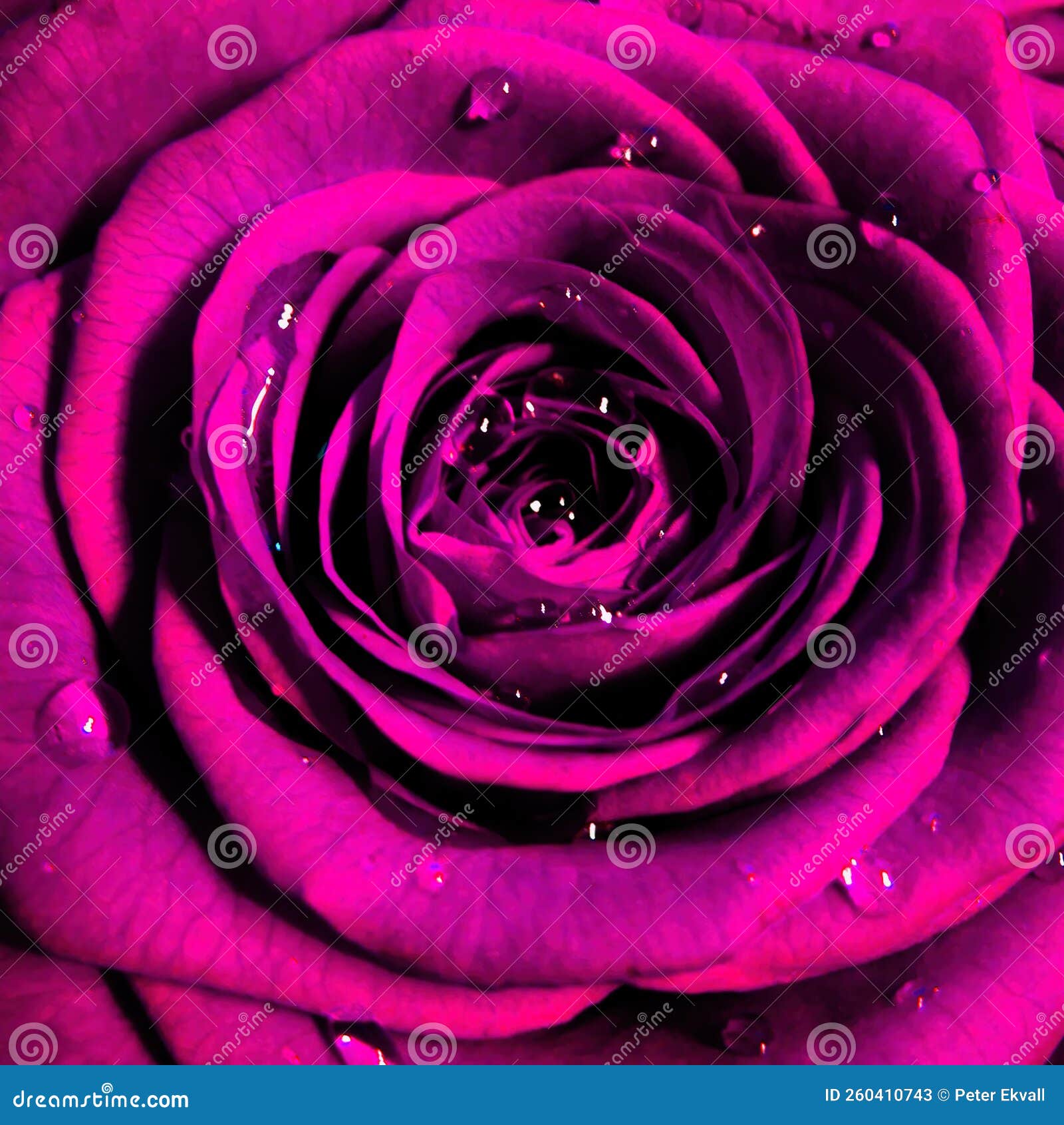 Pink Rose with Water Drops in Magnification Stock Image - Image of ...