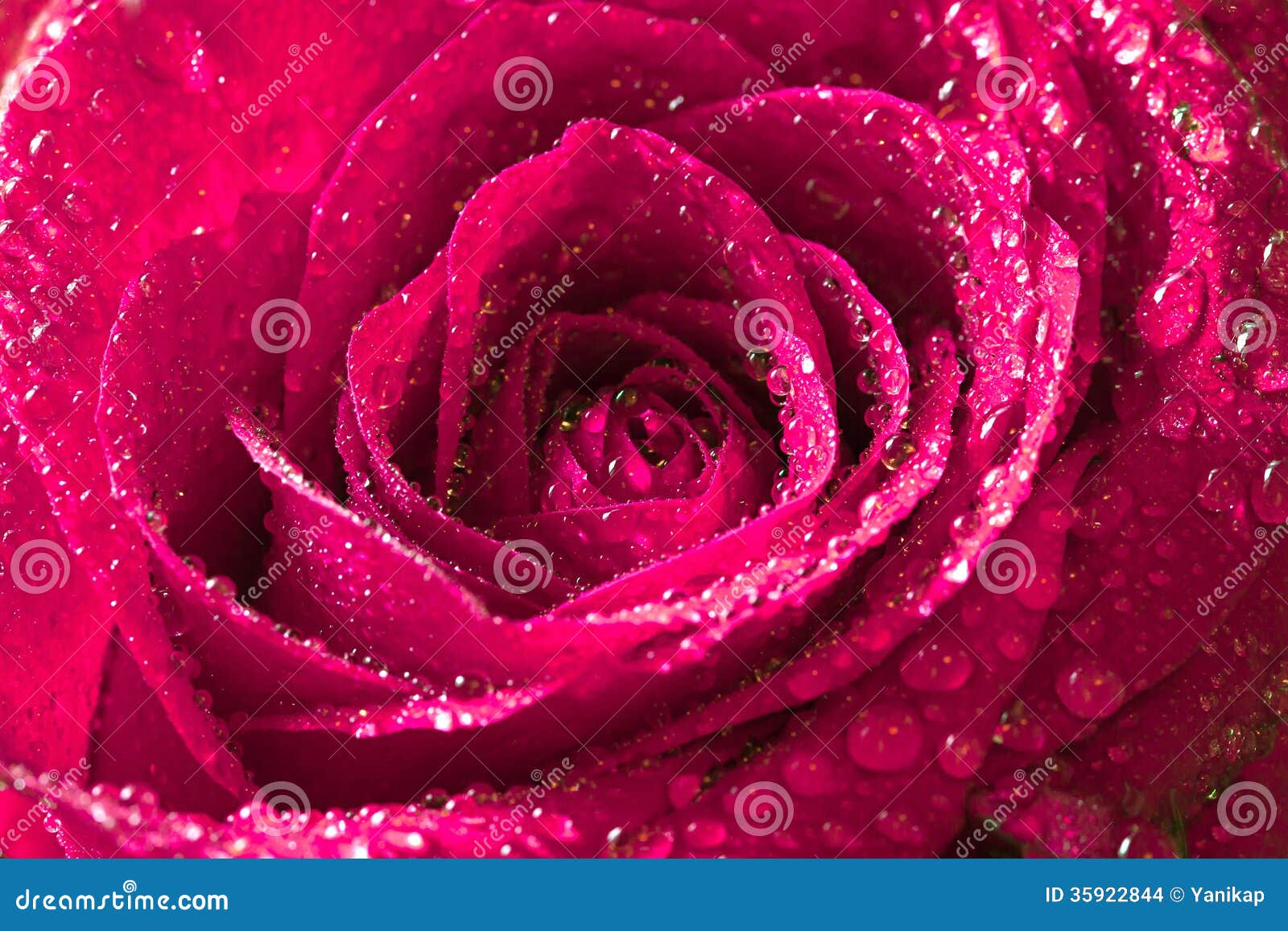 Pink rose with water drops stock photo. Image of drop - 35922844