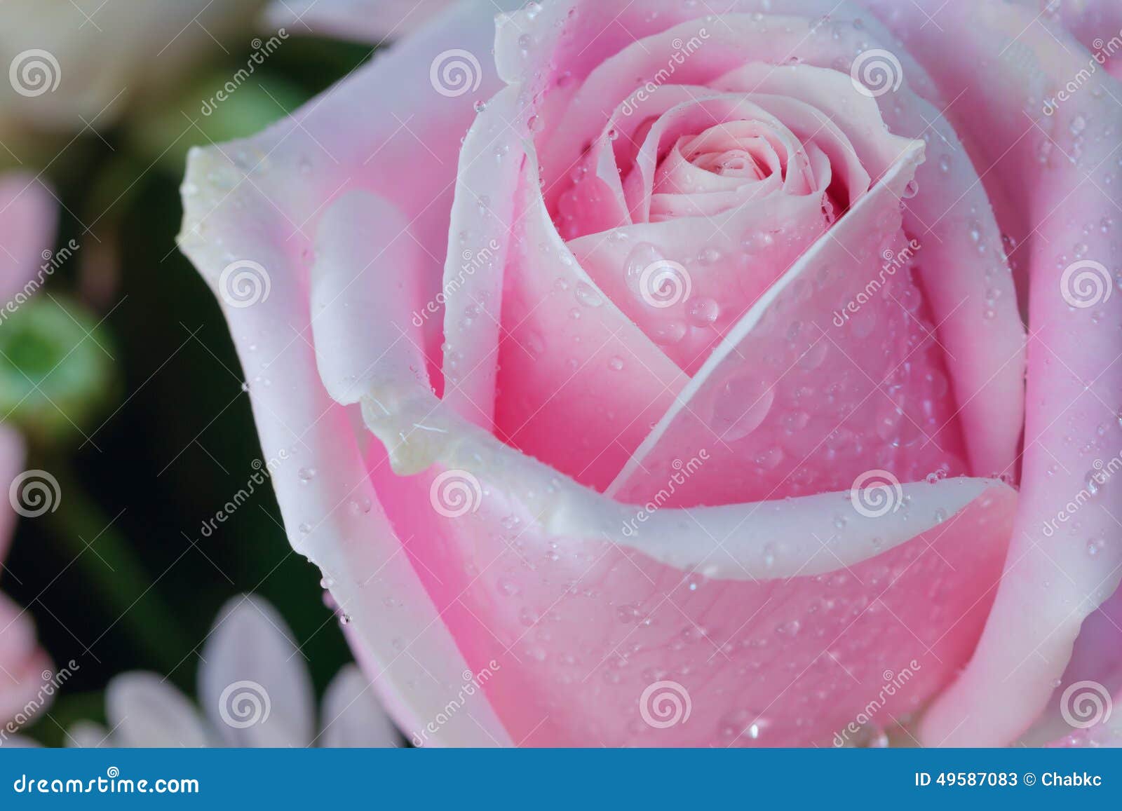 Pink rose with water drops stock image. Image of background - 49587083