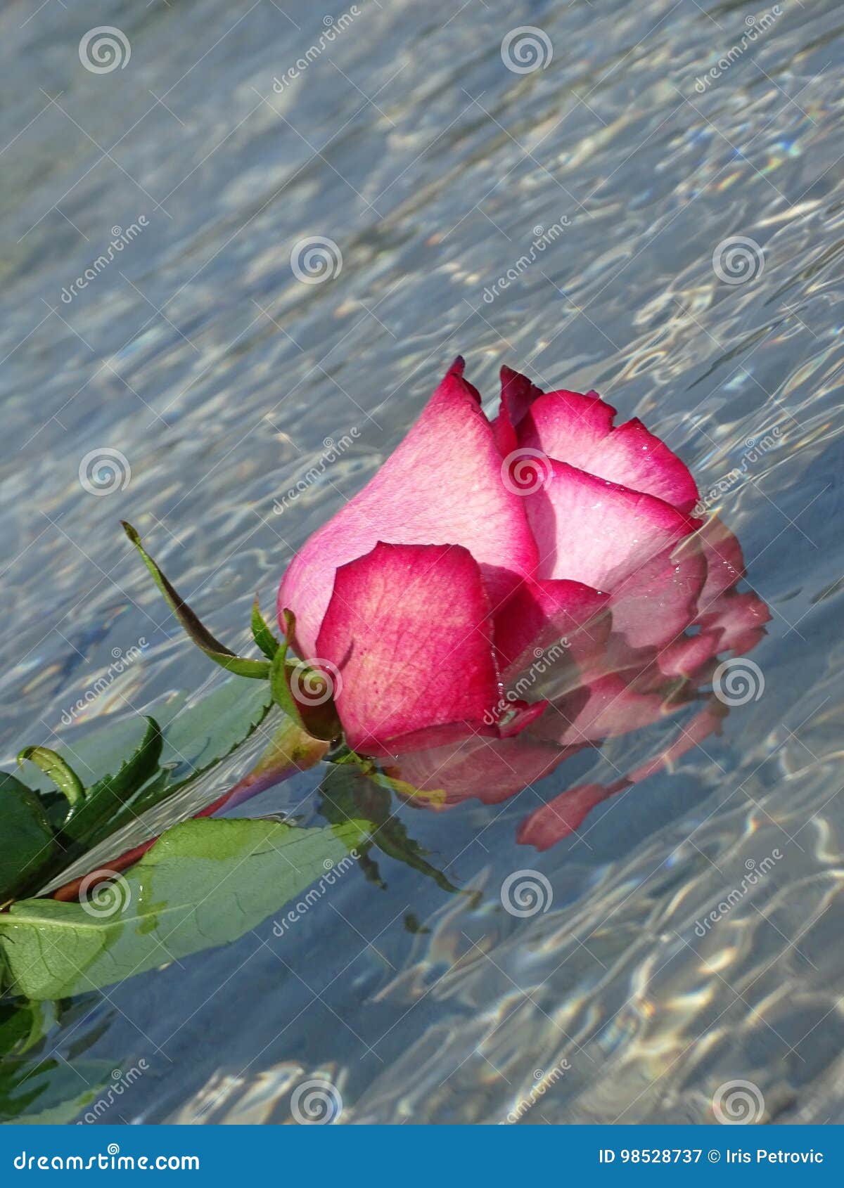 Pink rose in the water stock image. Image of rose, flowering - 98528737