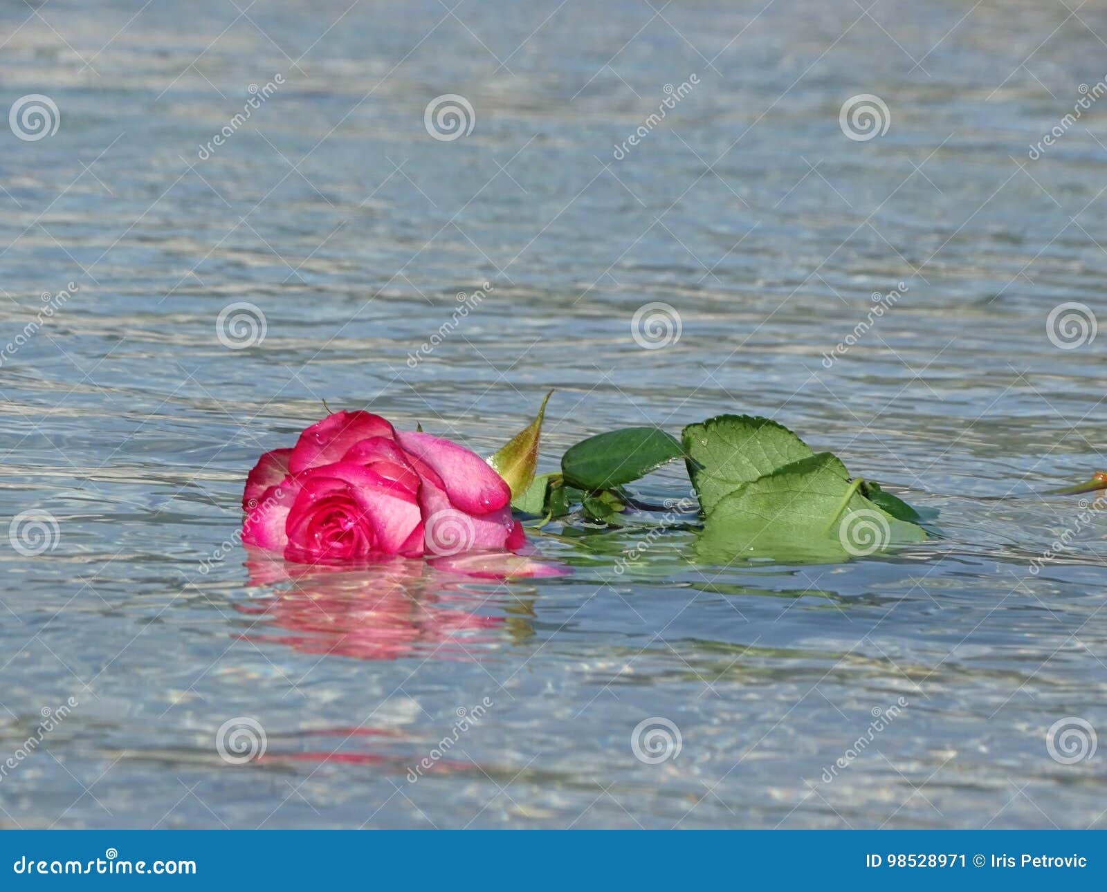 Pink rose in the water stock image. Image of freedom - 98528971