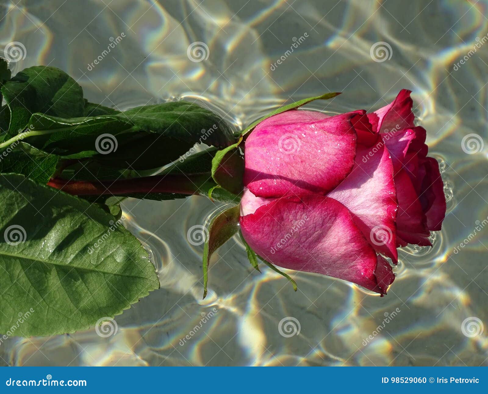 Pink rose in the water stock photo. Image of elegant - 98529060