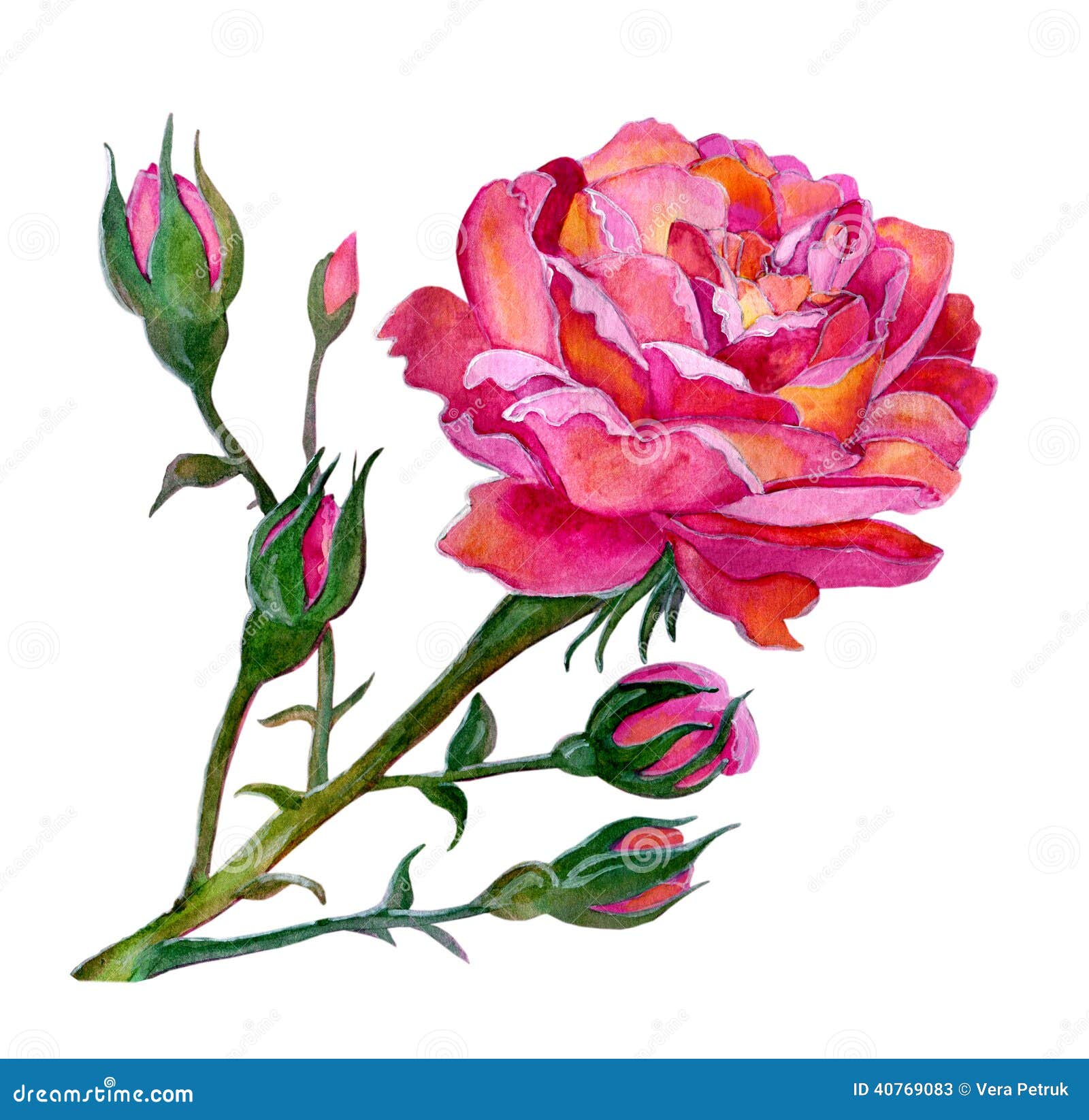 Pink Rose Drawing