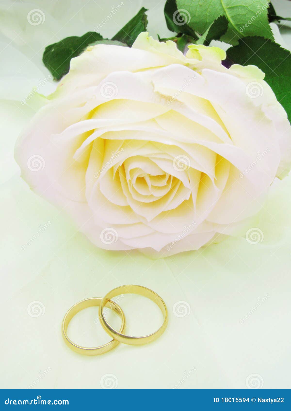 Pink Rose and Wedding Rings Stock Photo - Image of florescence, closeup ...