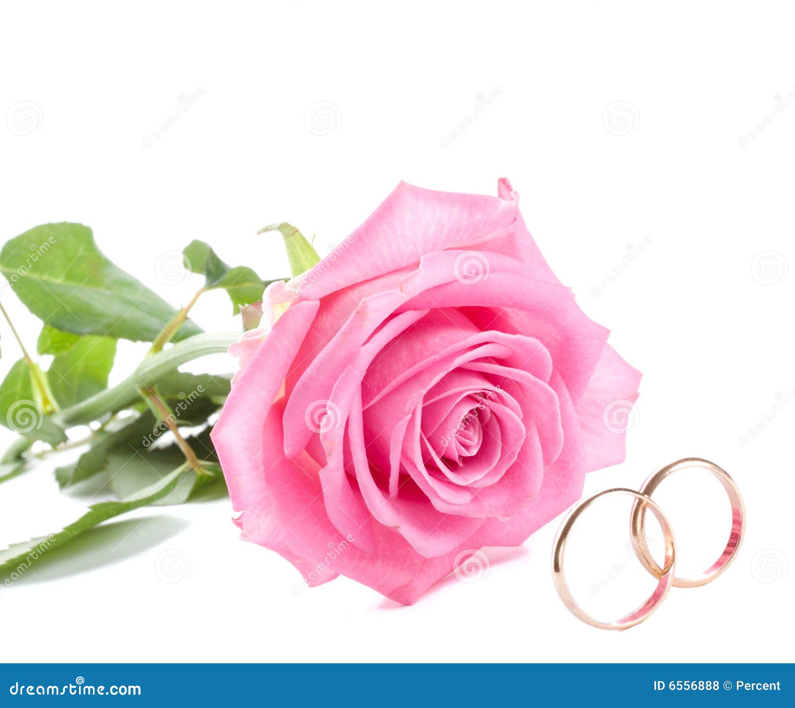 Pink Rose and Wedding Rings Stock Photo - Image of rose, marry: 6556888