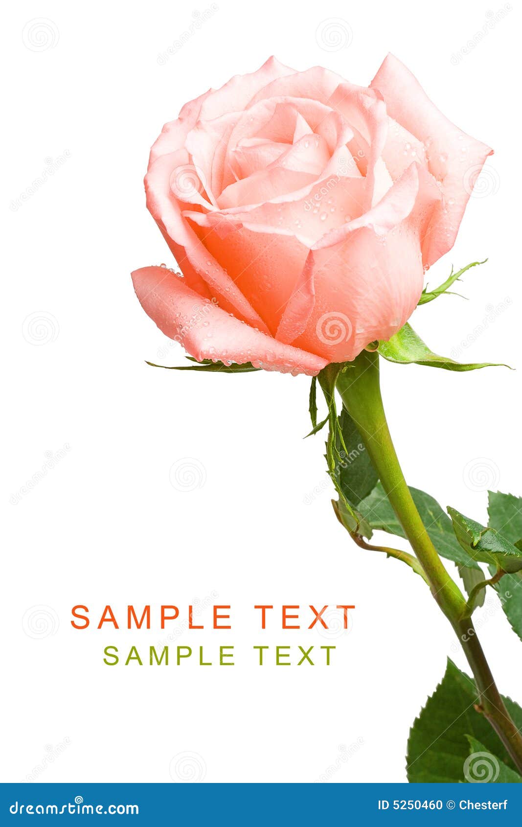 Pink rose on white stock photo. Image of beautiful, isolated - 5250460