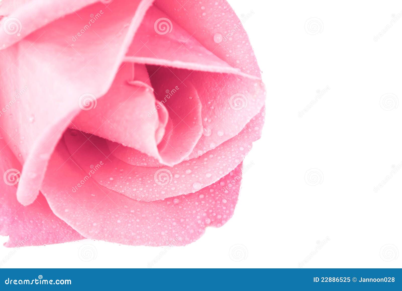 Pink Rose on White Background. Stock Image - Image of pattern, graphic ...
