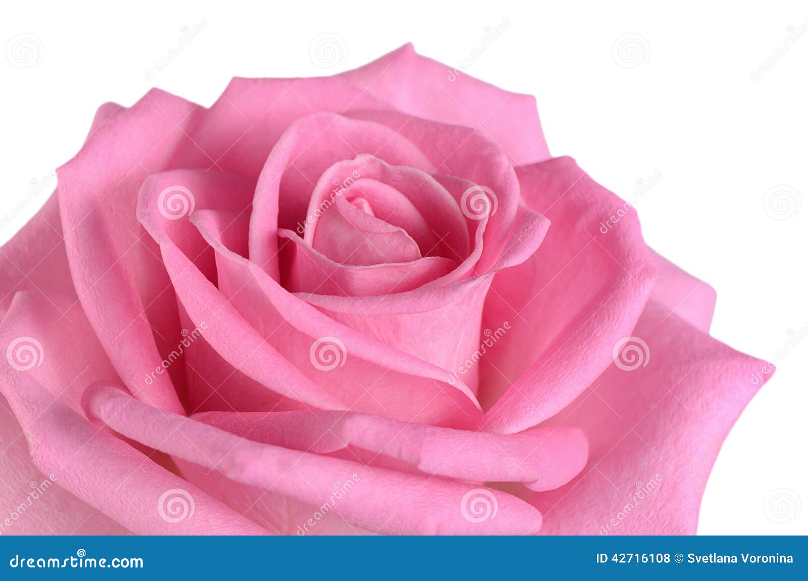 Pink Rose on a White Background Stock Photo - Image of bright, love ...