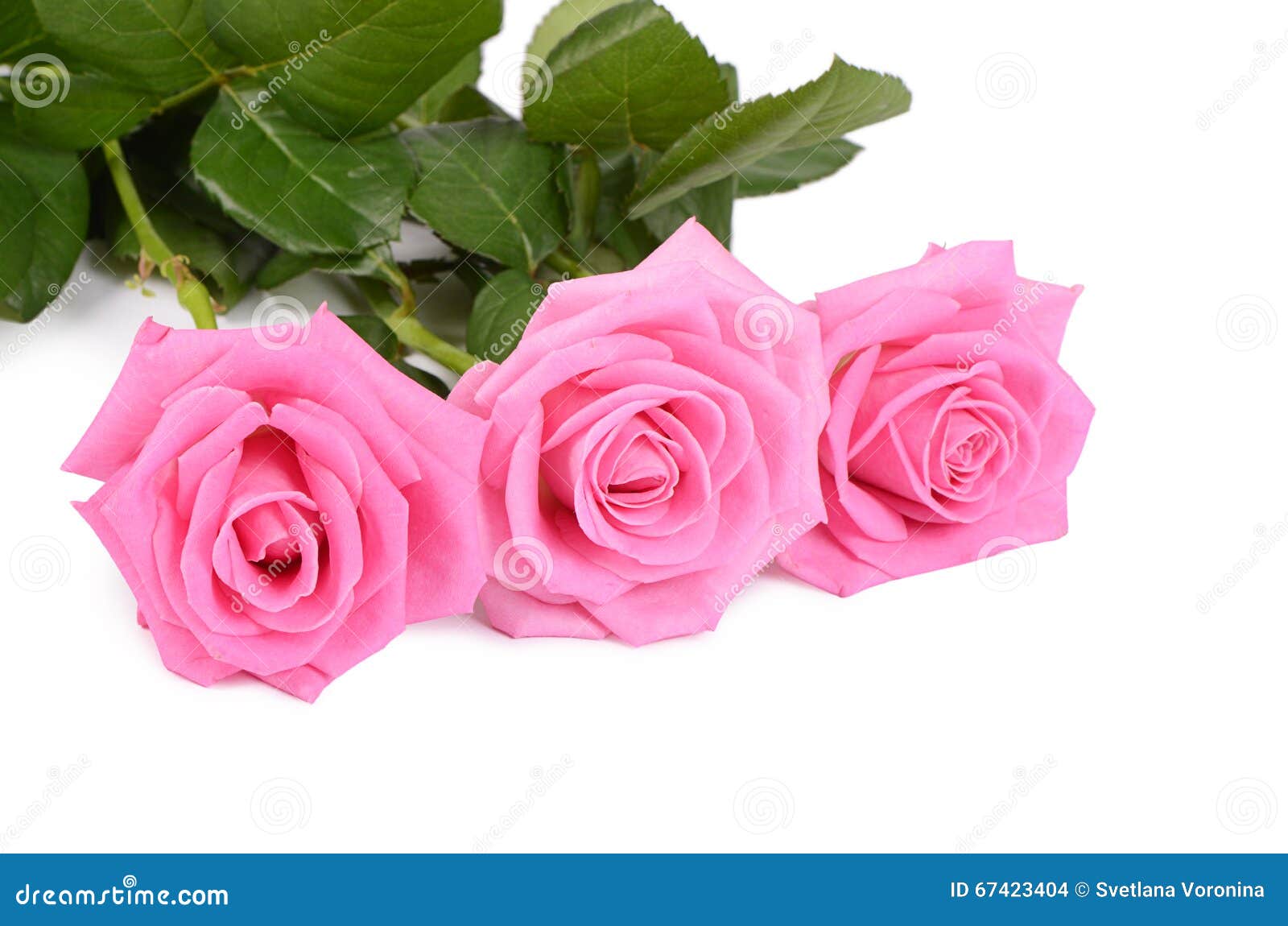 Pink Rose on a White Background Stock Photo - Image of bright, closeup ...