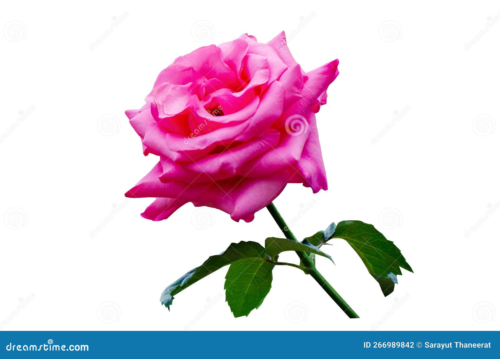 Pink Rose White Background, Isolate Stock Photo - Image of decoration ...