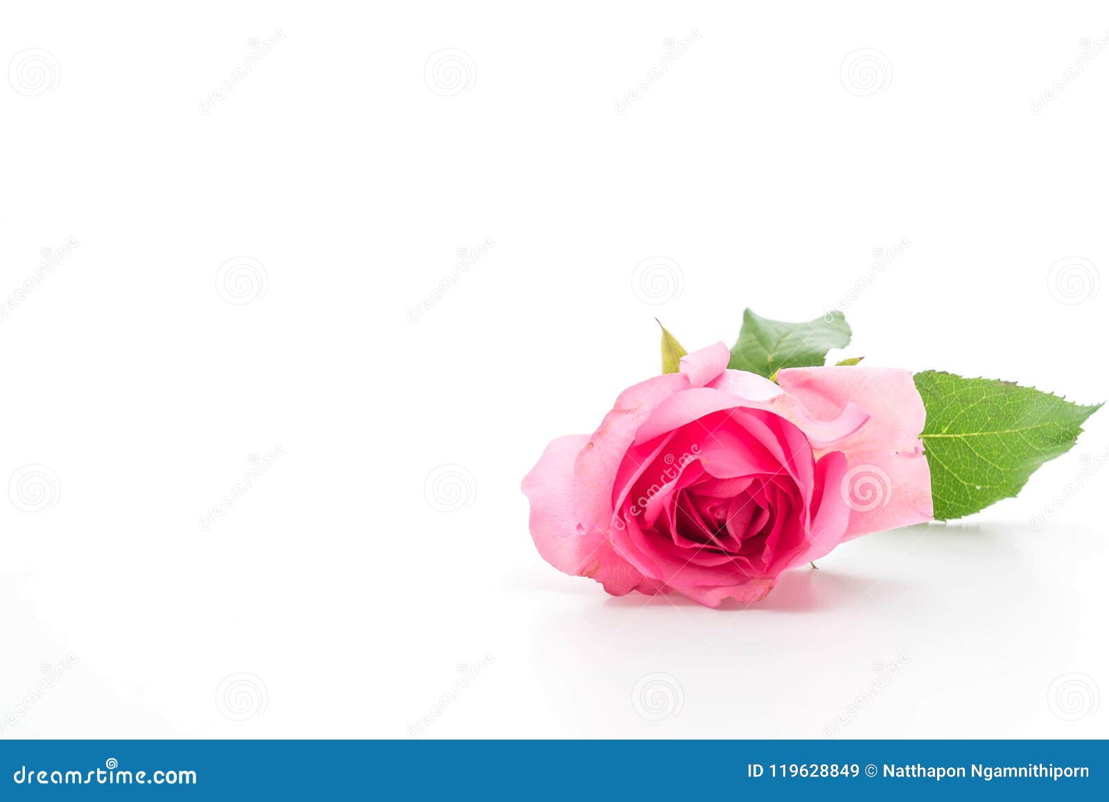 Pink Rose on White Background Stock Image - Image of background, petal ...