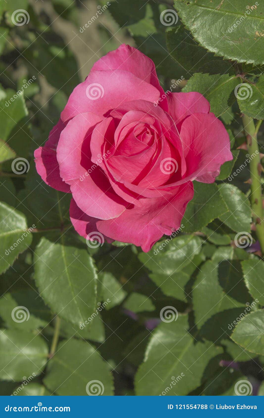 Pink rose isolated stock photo. Image of arrangement - 121554788