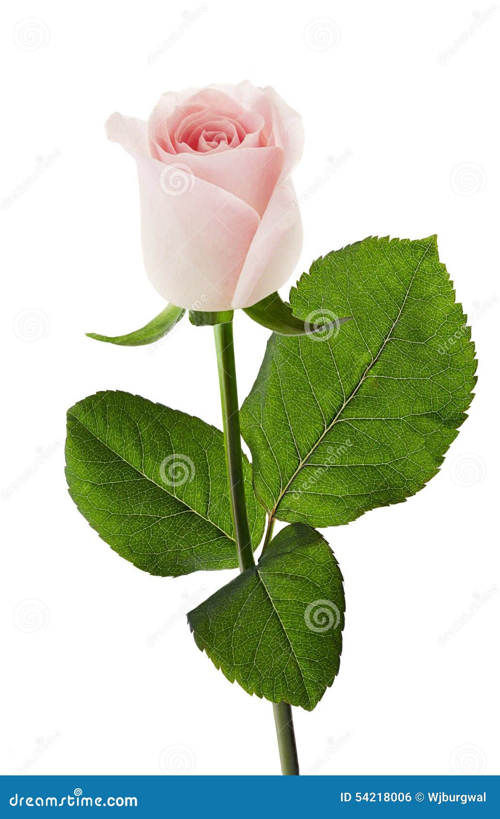 Pink Rose with a White Background Stock Photo - Image of love, isolated ...