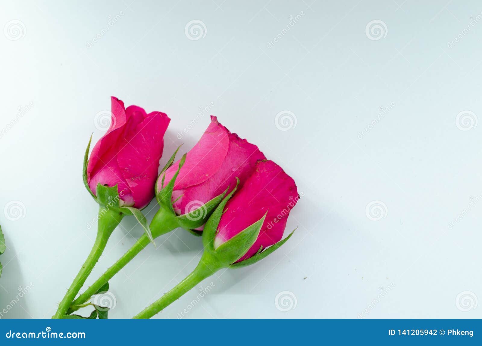 Pink Rose Title Backgroun stock photo. Image of beautiful - 141205942