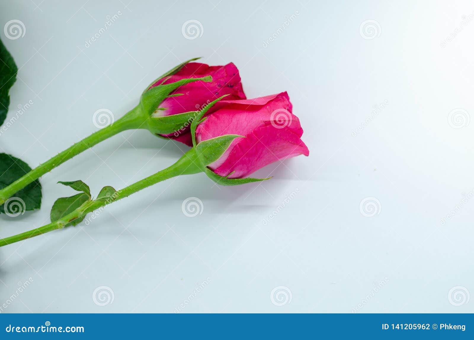 Pink Rose Title Background stock photo. Image of beauty - 141205962