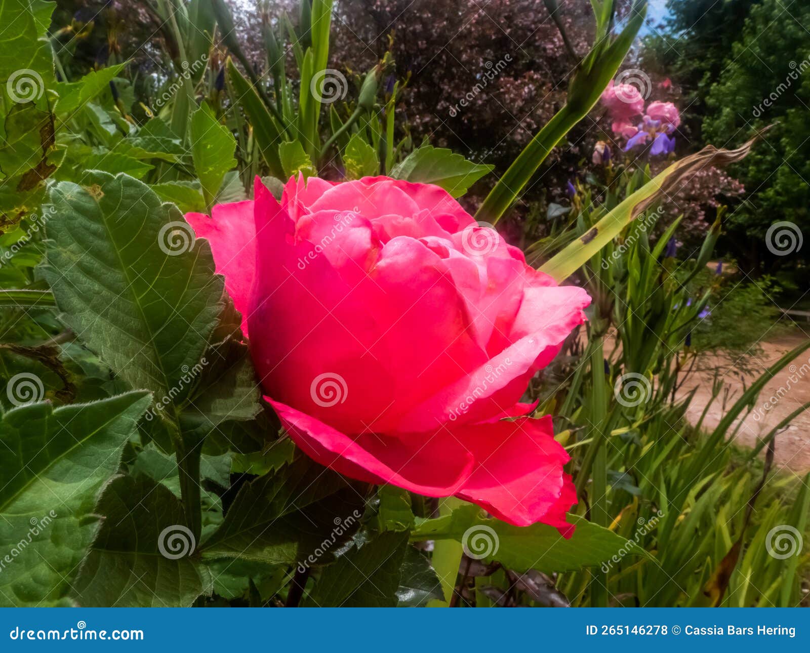 Pink Rose Wide Open in a Garden Stock Photo - Image of botanical, petal ...