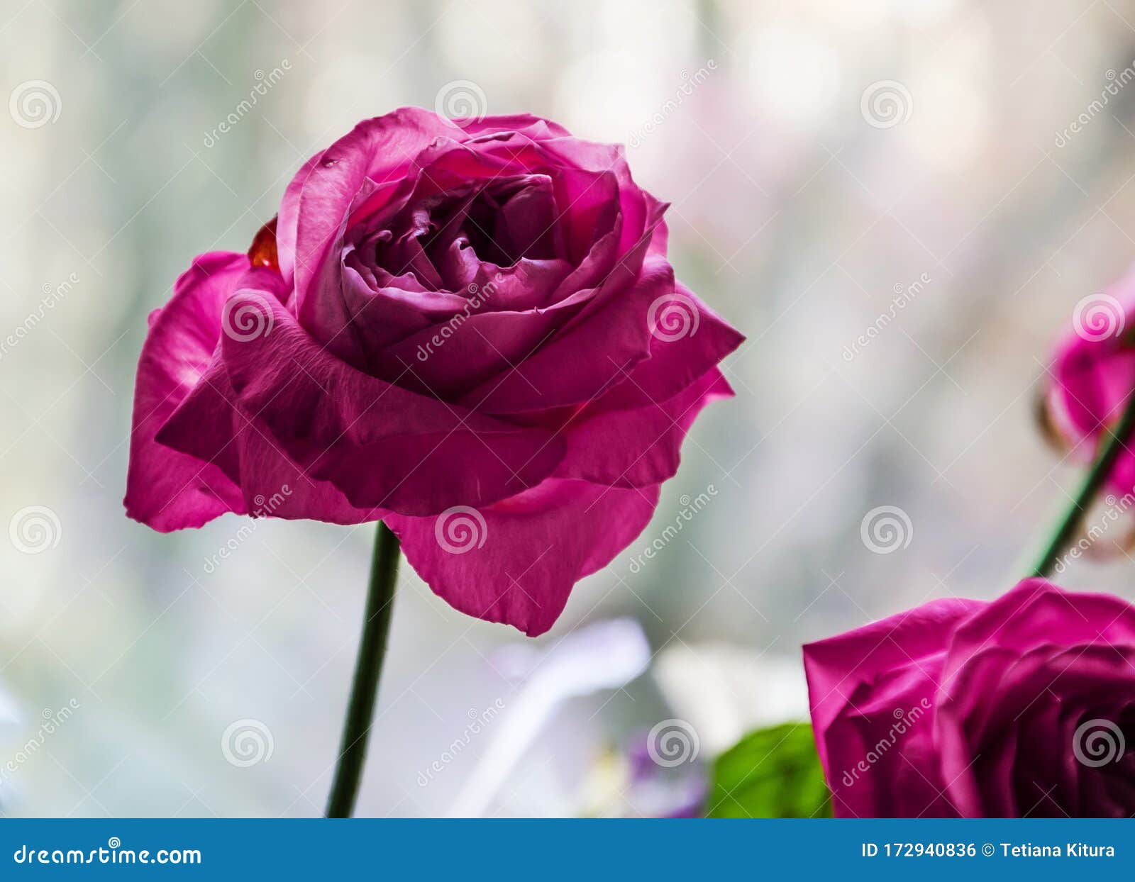 Pink Rose On Window Sill, Close Up Stock Photo - Image of gift, flora ...