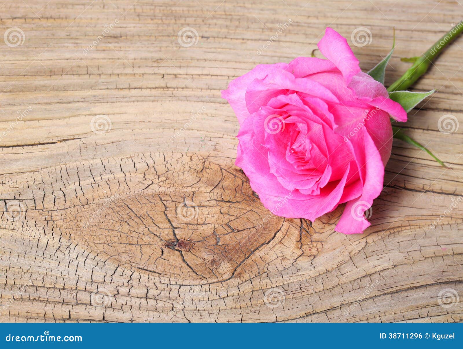 Pink Rose on Wood stock photo. Image of fragrance, floral - 38711296