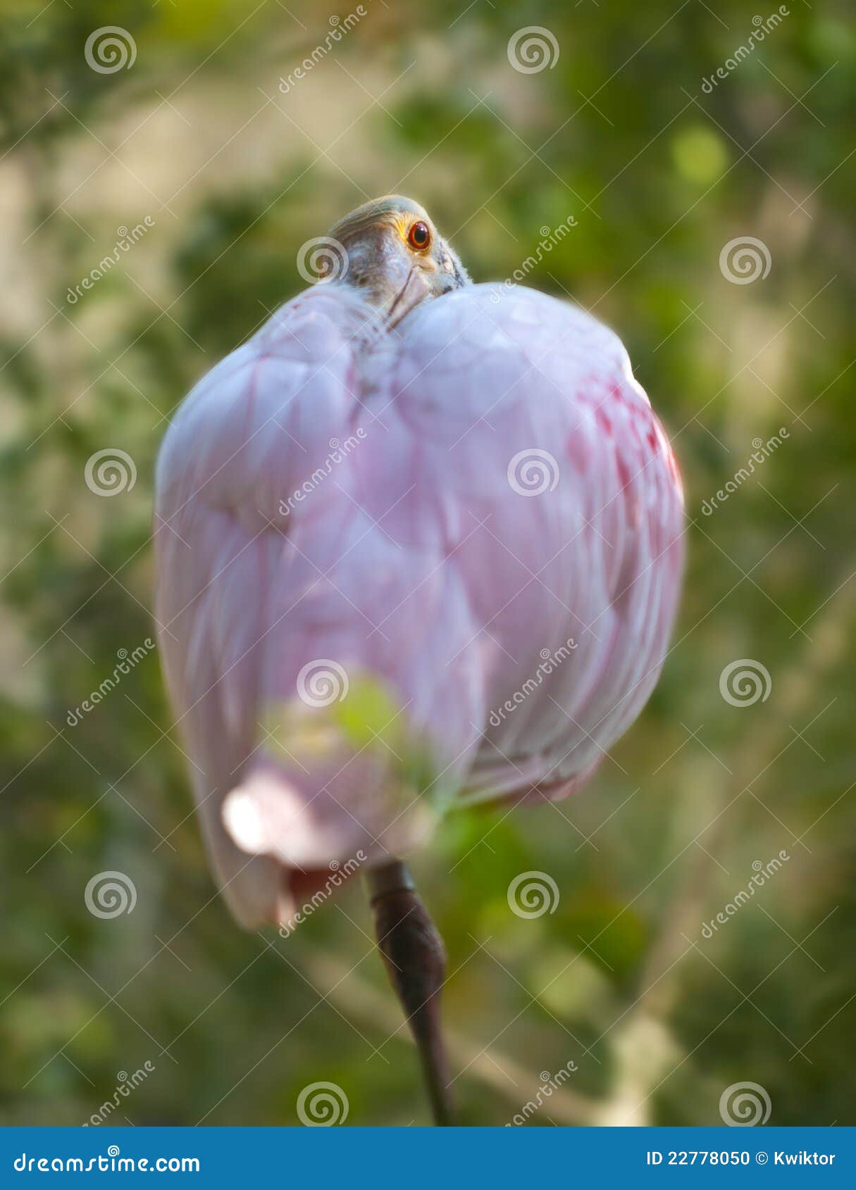Pink Roseate Spoonbill stock photo. Image of beak, bill - 22778050