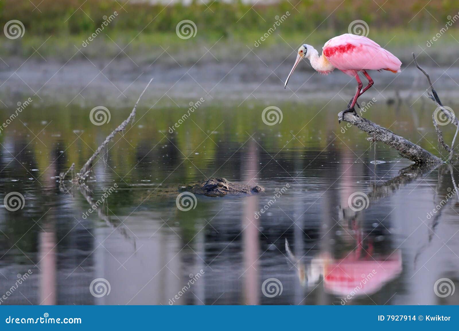 Pink Roseate Spoonbill stock photo. Image of spoonbill - 7927914