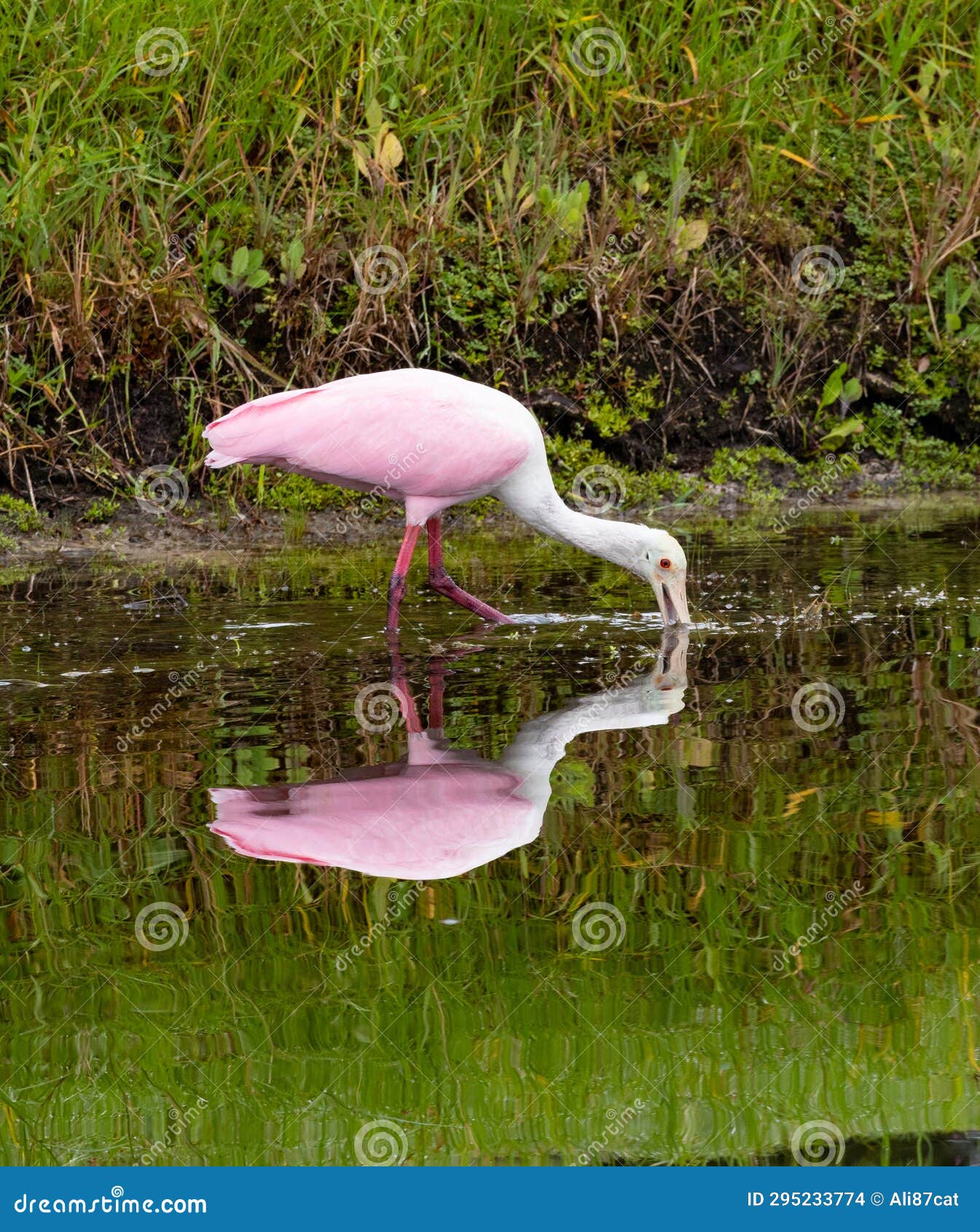 Pink Roseate Spoonbill Spooning Stock Photo - Image of shorebird, plant ...