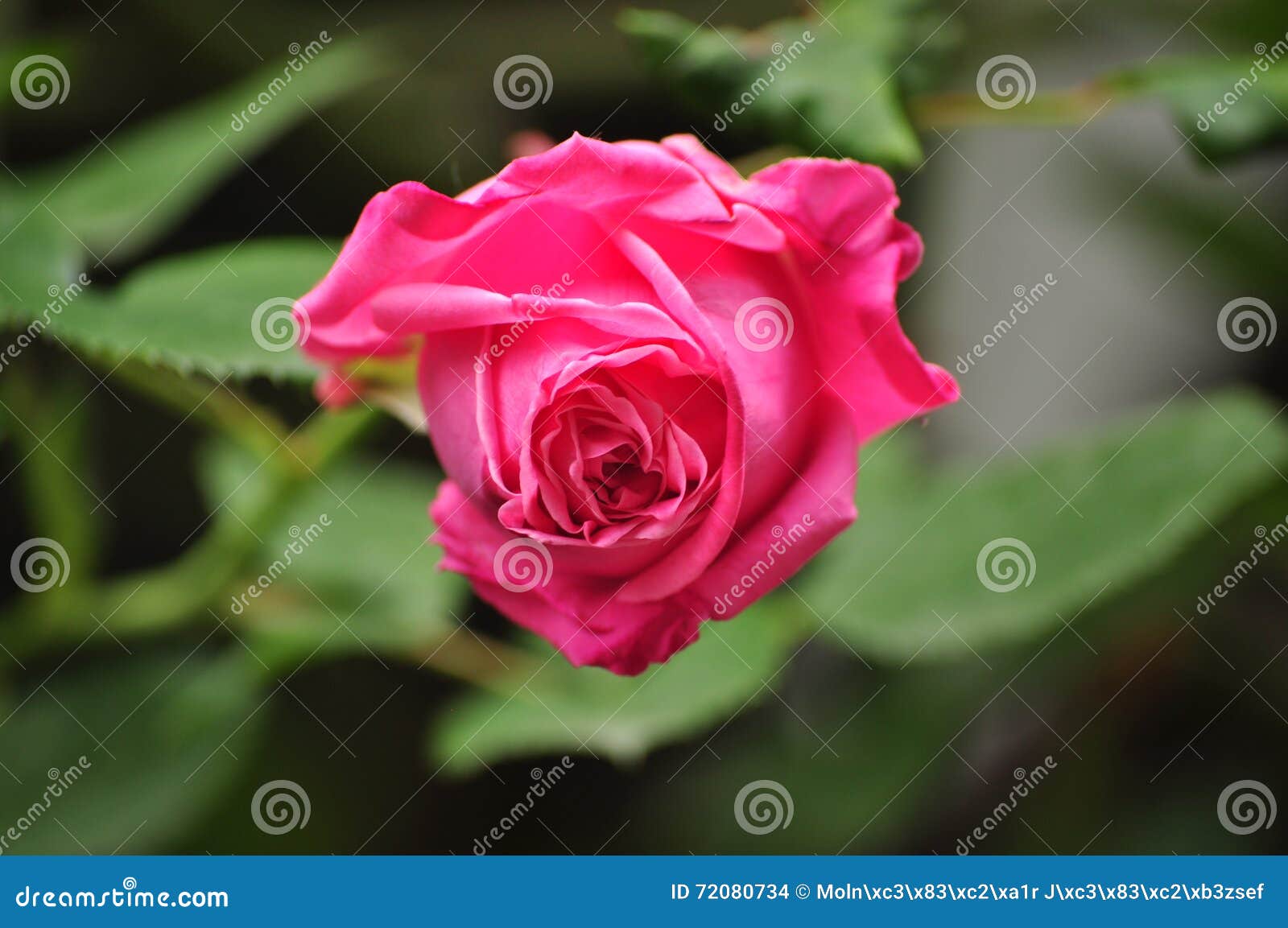 Pink rosebud with leafes stock photo. Image of flowers - 72080734