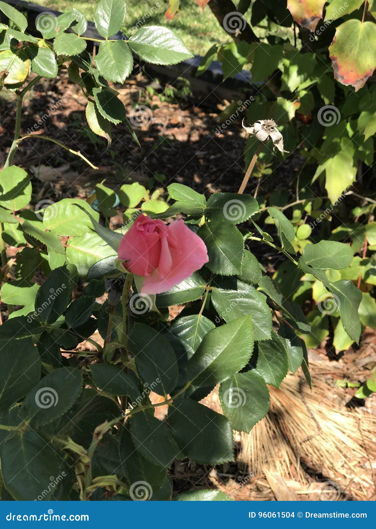 Pink rosebud stock photo. Image of little, pretty, pink - 96061504