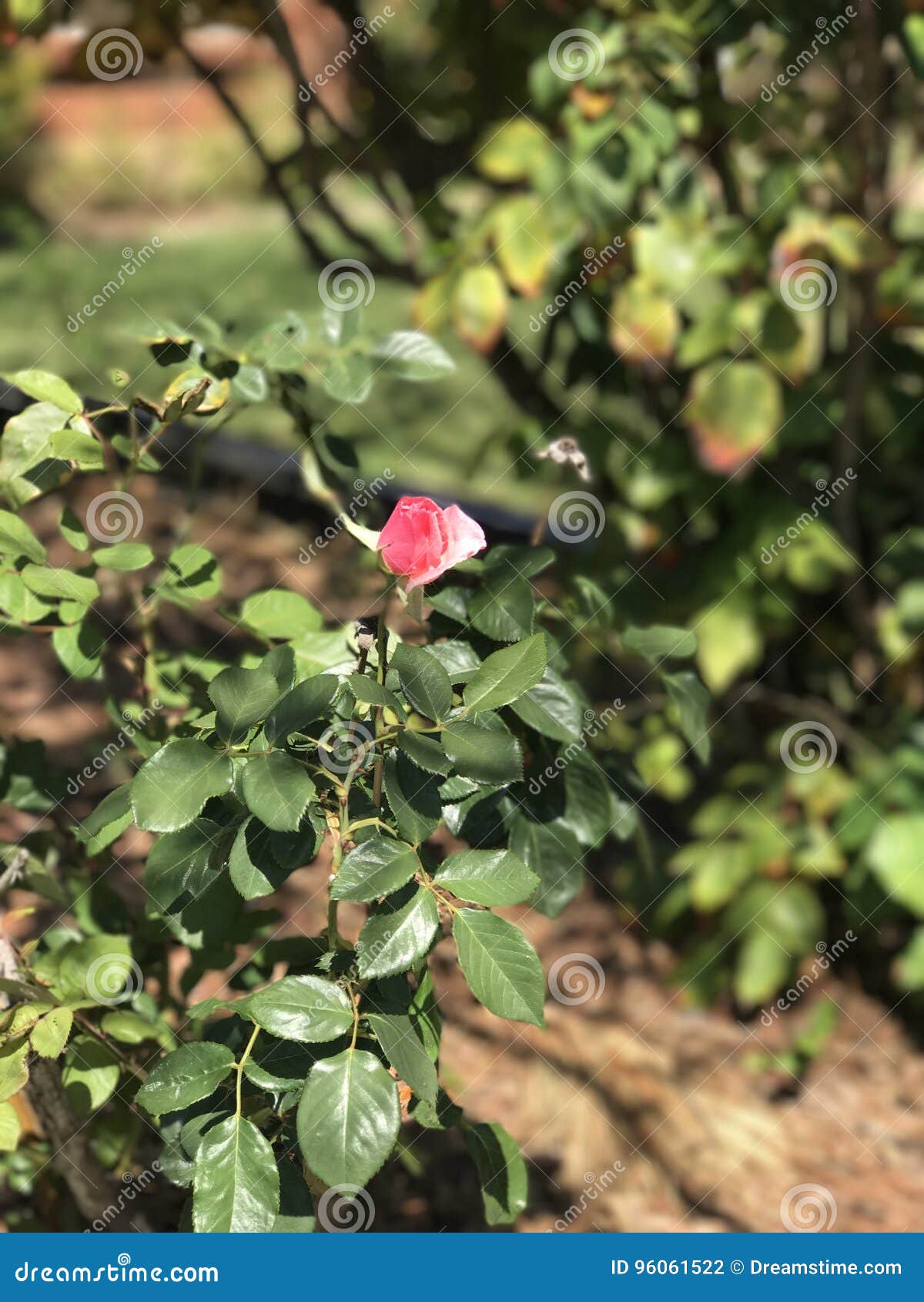 Pink rosebud stock photo. Image of rosebud, branch, leaf - 96061522