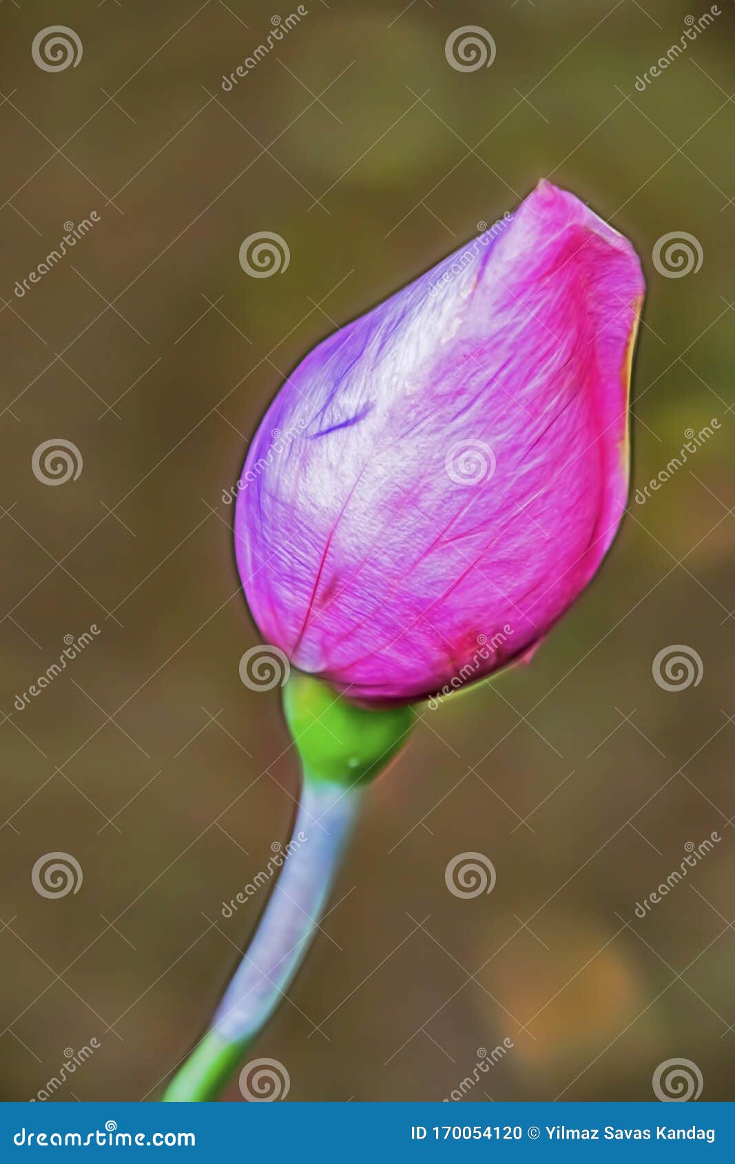Pink rosebud in nature stock photo. Image of leaves - 170054120