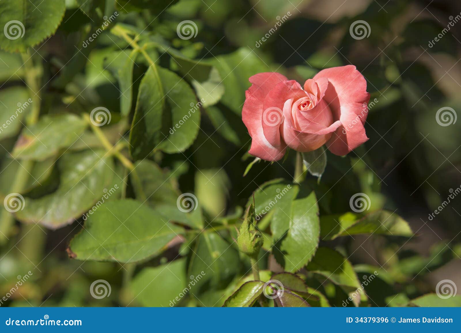 Pink Rosebud Starting To Open Stock Photos - Free & Royalty-Free Stock ...