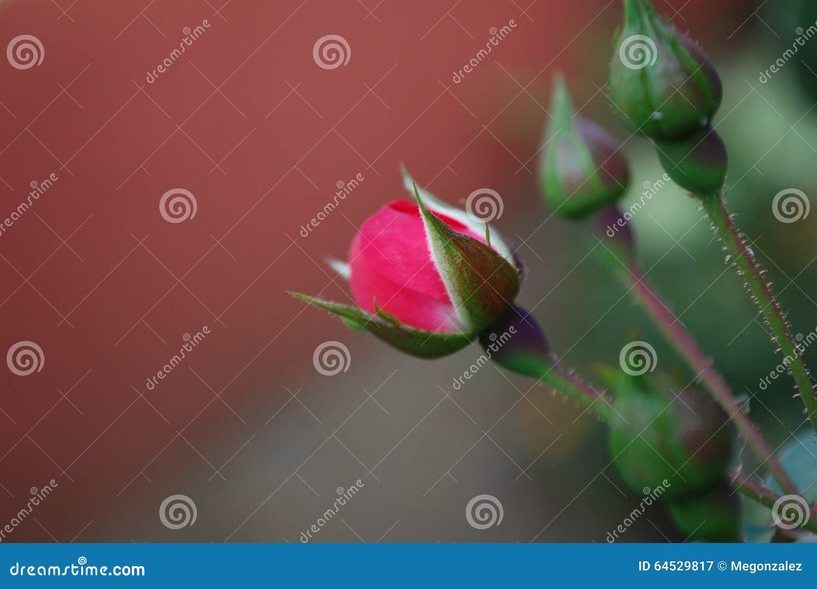 Pink rosebuds rose stock image. Image of pink, rosebud - 64529817