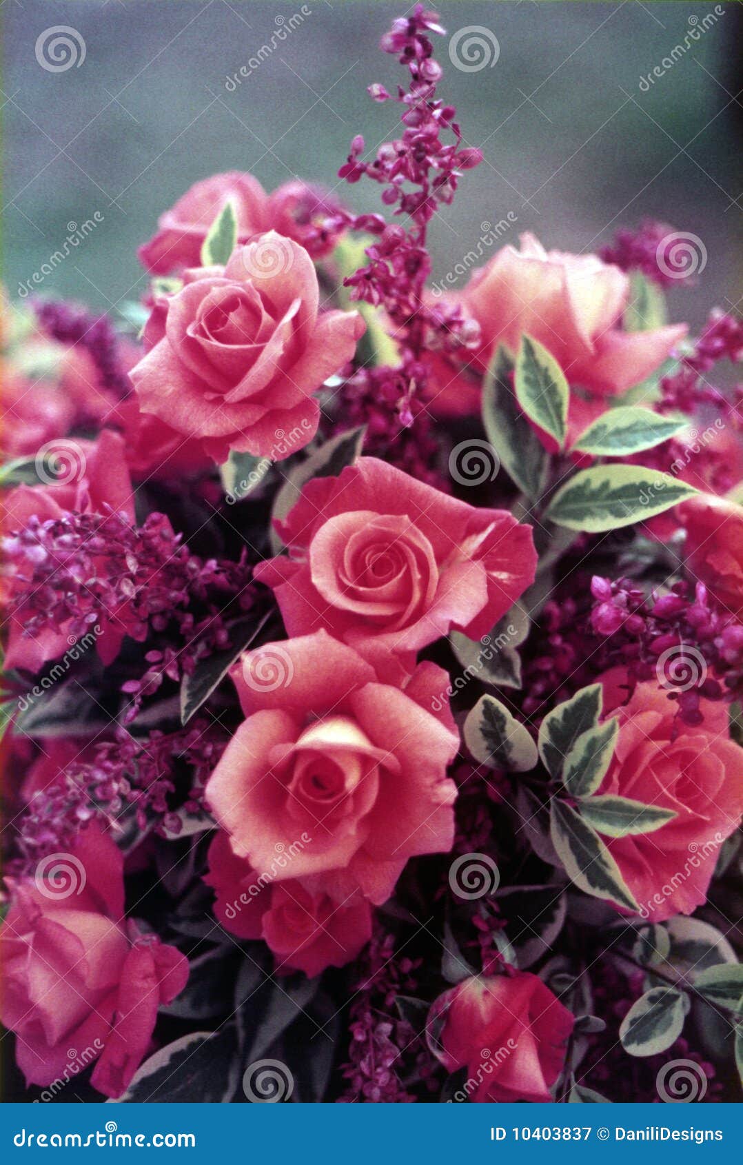 Pink Roses stock image. Image of flower, fresh, flowers - 10403837