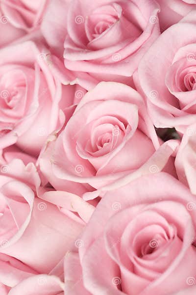 Pink Roses stock photo. Image of floral, beautiful, concept - 12879918