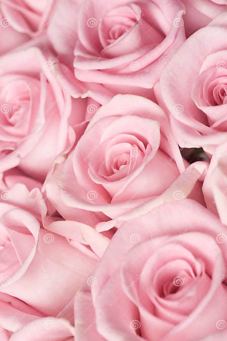 Pink Roses stock photo. Image of floral, beautiful, concept - 12879918