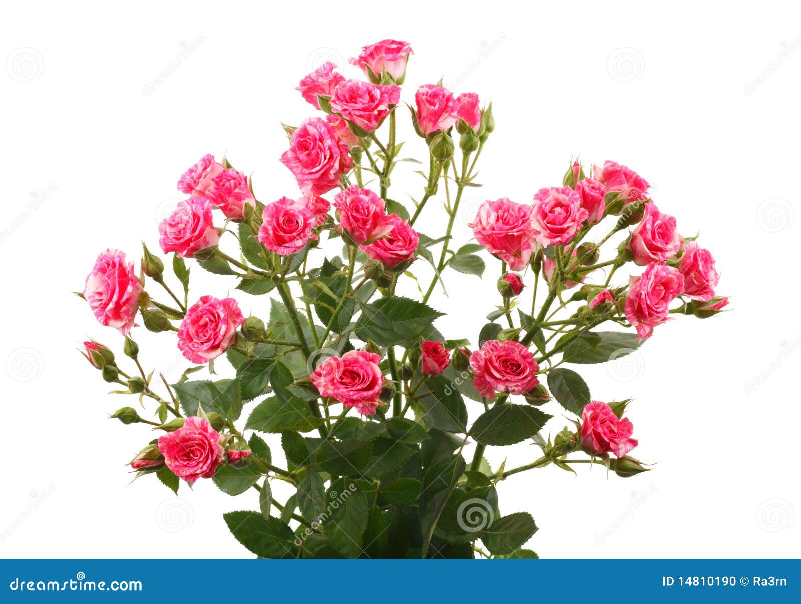 Pink Roses stock photo. Image of cultivated, white, isolated - 14810190