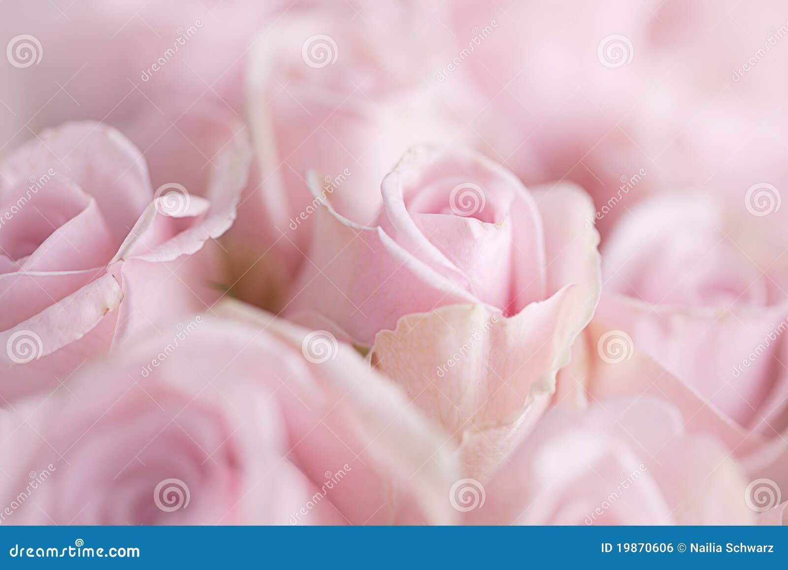 Pink Roses stock photo. Image of love, present, valentine - 19870606